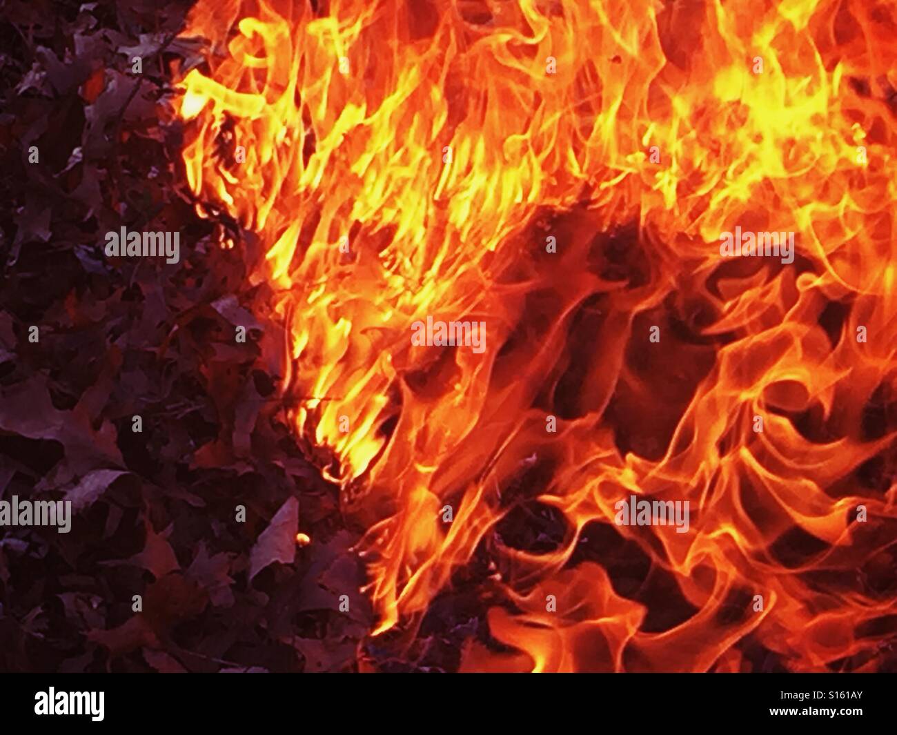 Fury leaves hi-res stock photography and images - Alamy