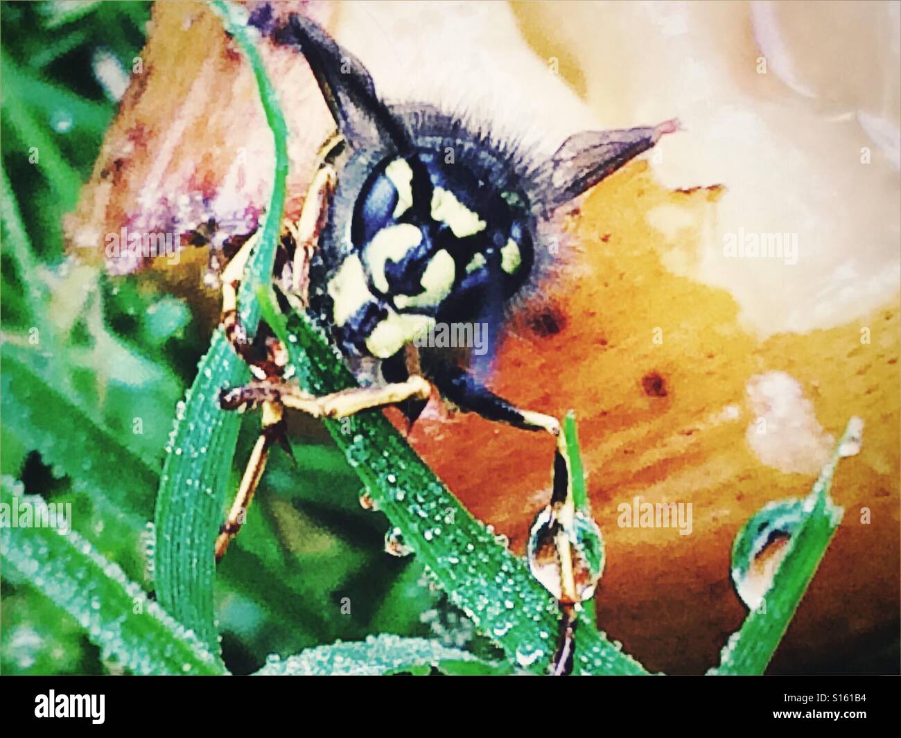 Grass wasp hi-res stock photography and images - Alamy