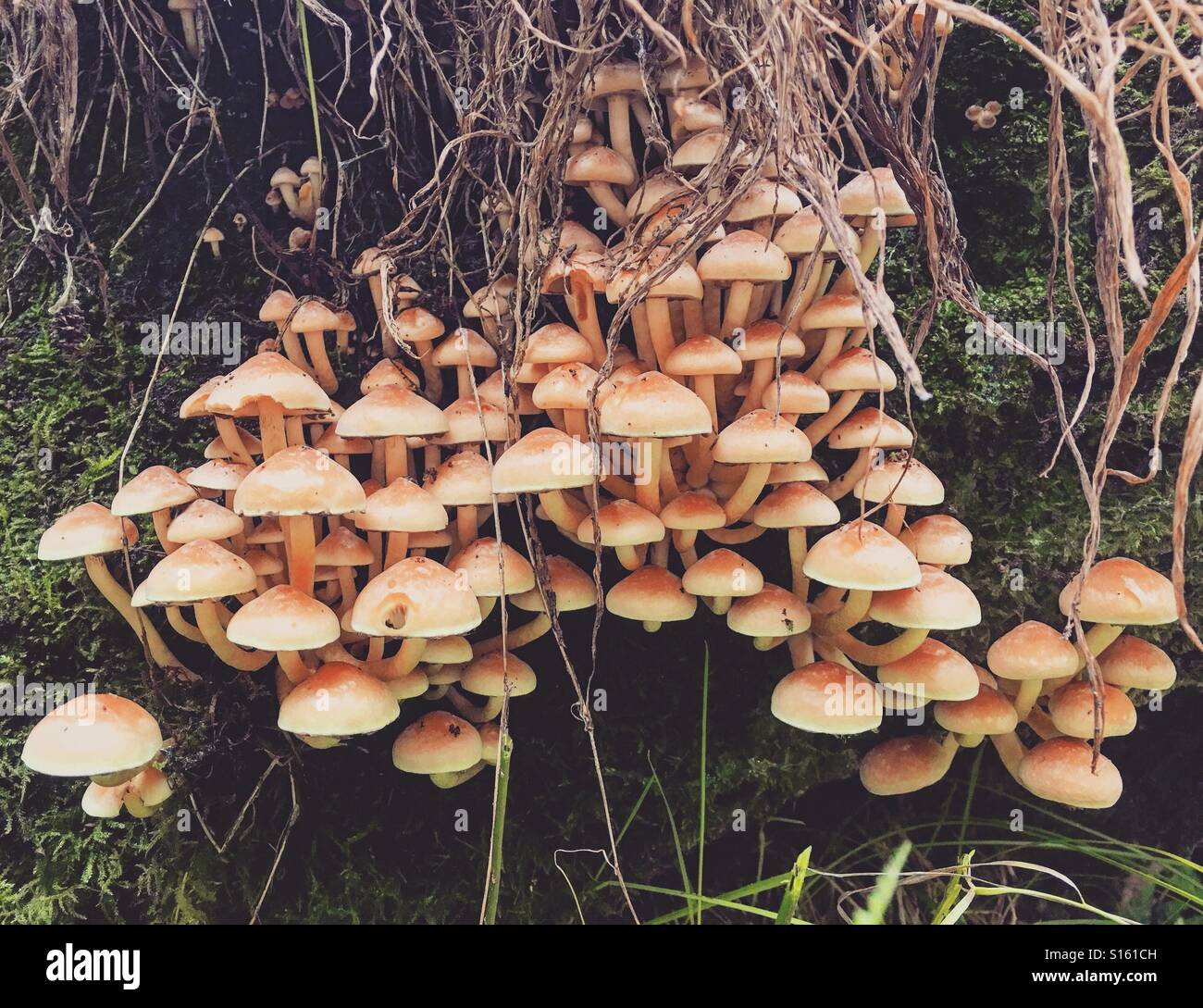 Toadstool fungus growing in the woods Stock Photo - Alamy