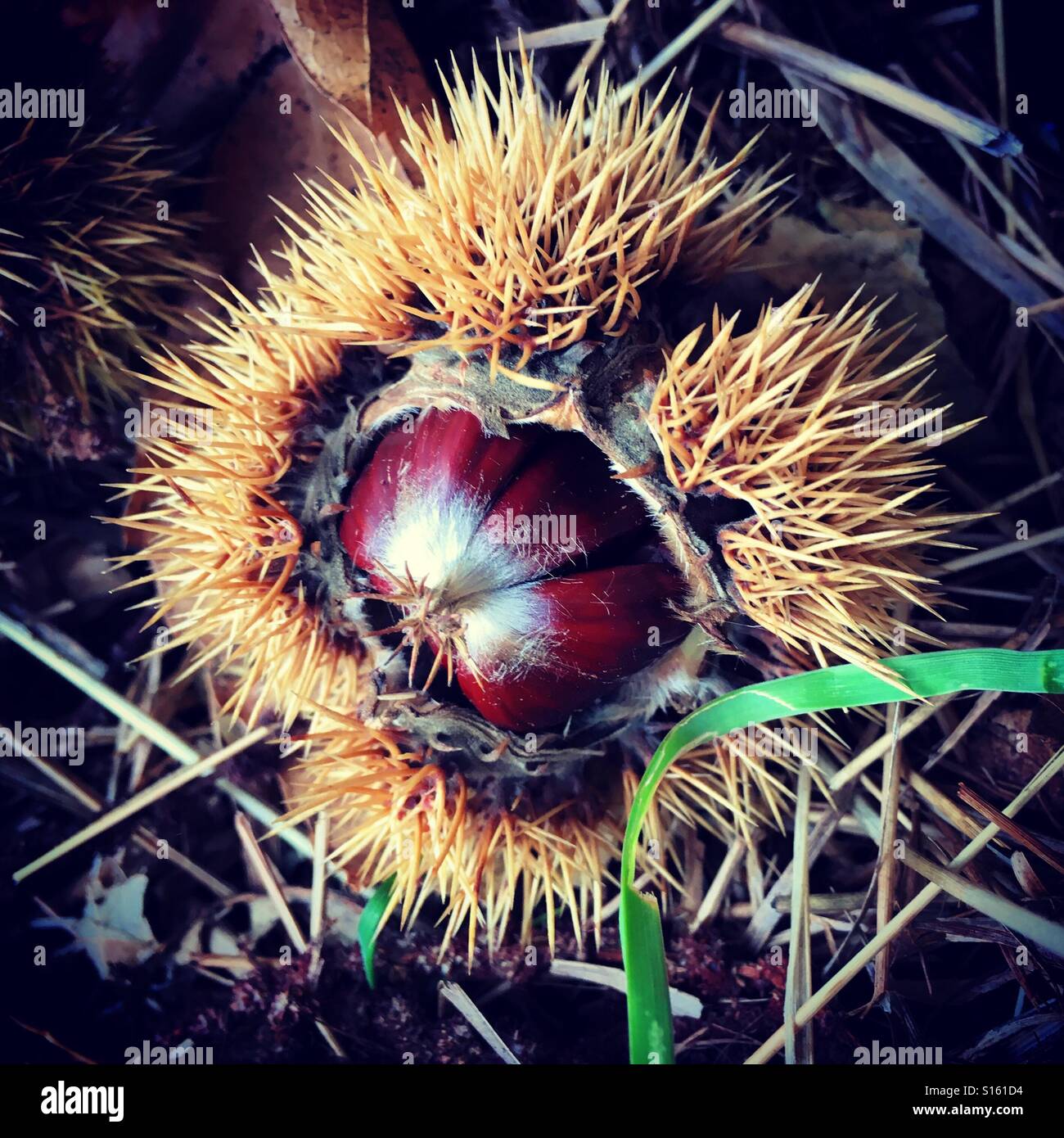 Chestnuts close up in nature during autumn season in europe normandy ...