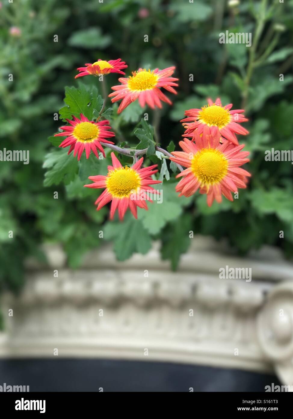 Daisy mums hi-res stock photography and images - Alamy