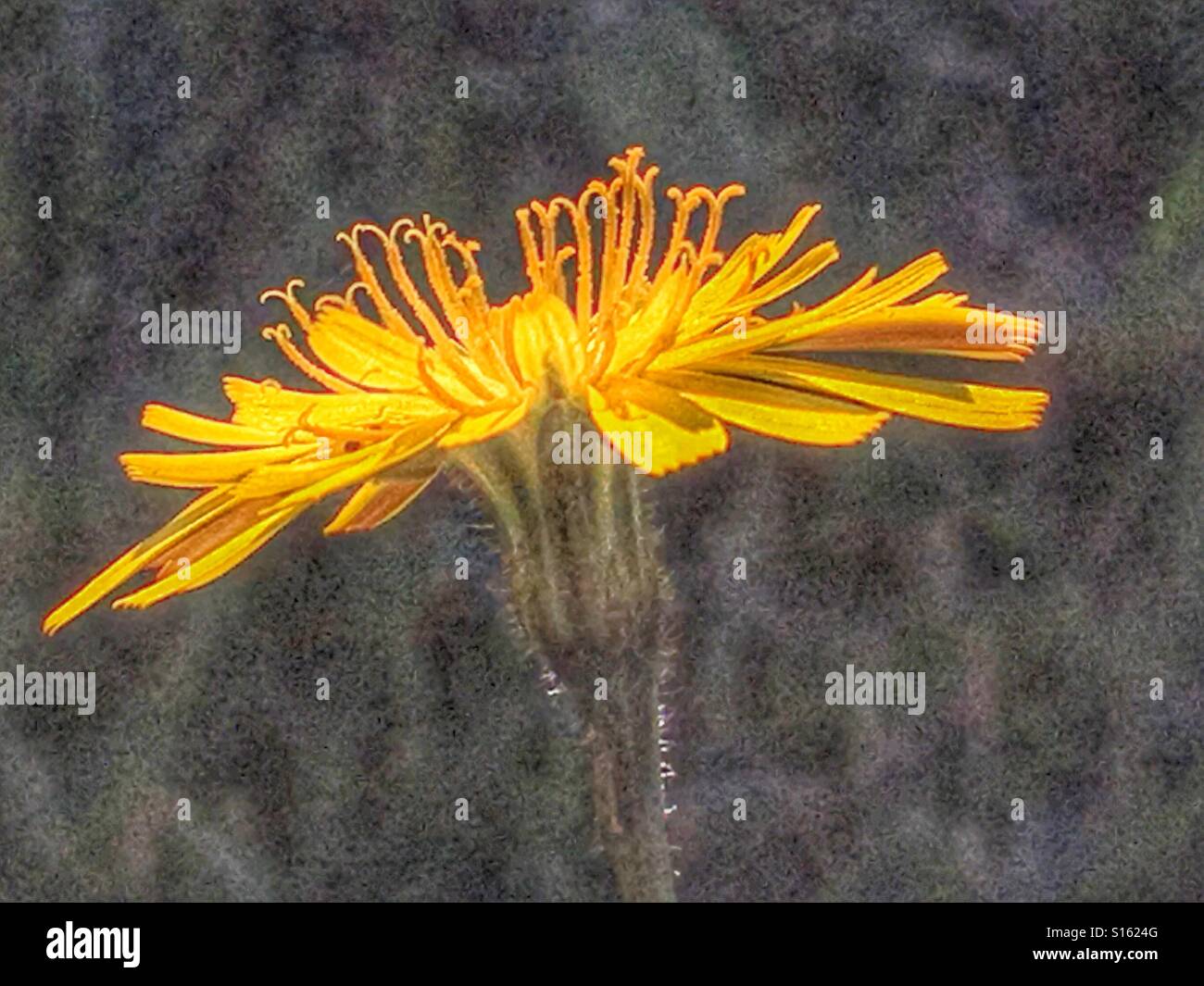 Dandelion flower, side view Stock Photo - Alamy