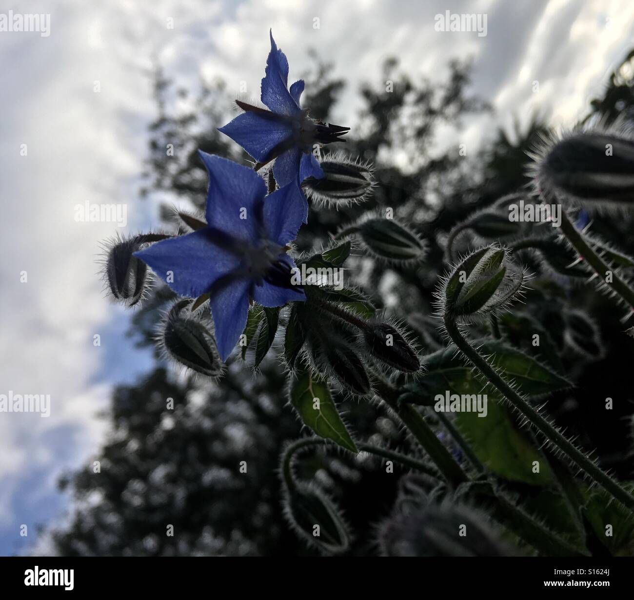 Borrage hi-res stock photography and images - Alamy