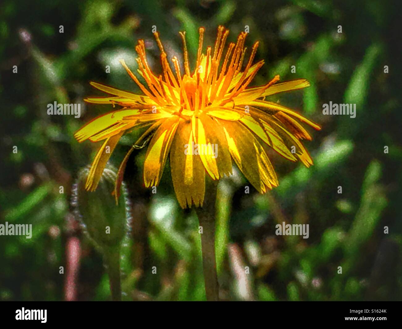 Sepal bud smartphone stock photos and images - Alamy