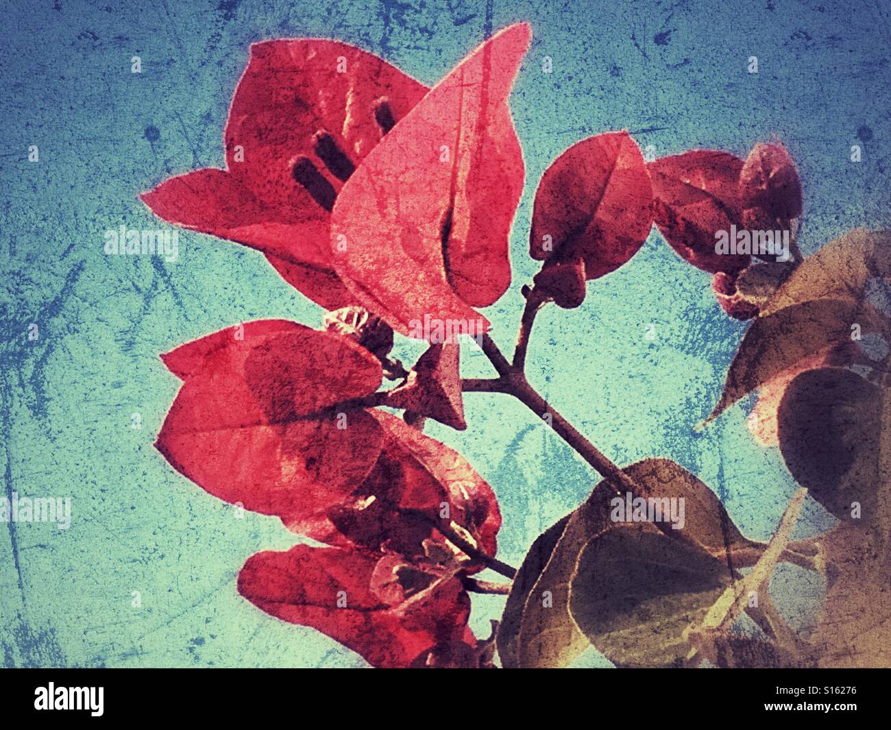 Colourful bracts hi-res stock photography and images - Alamy