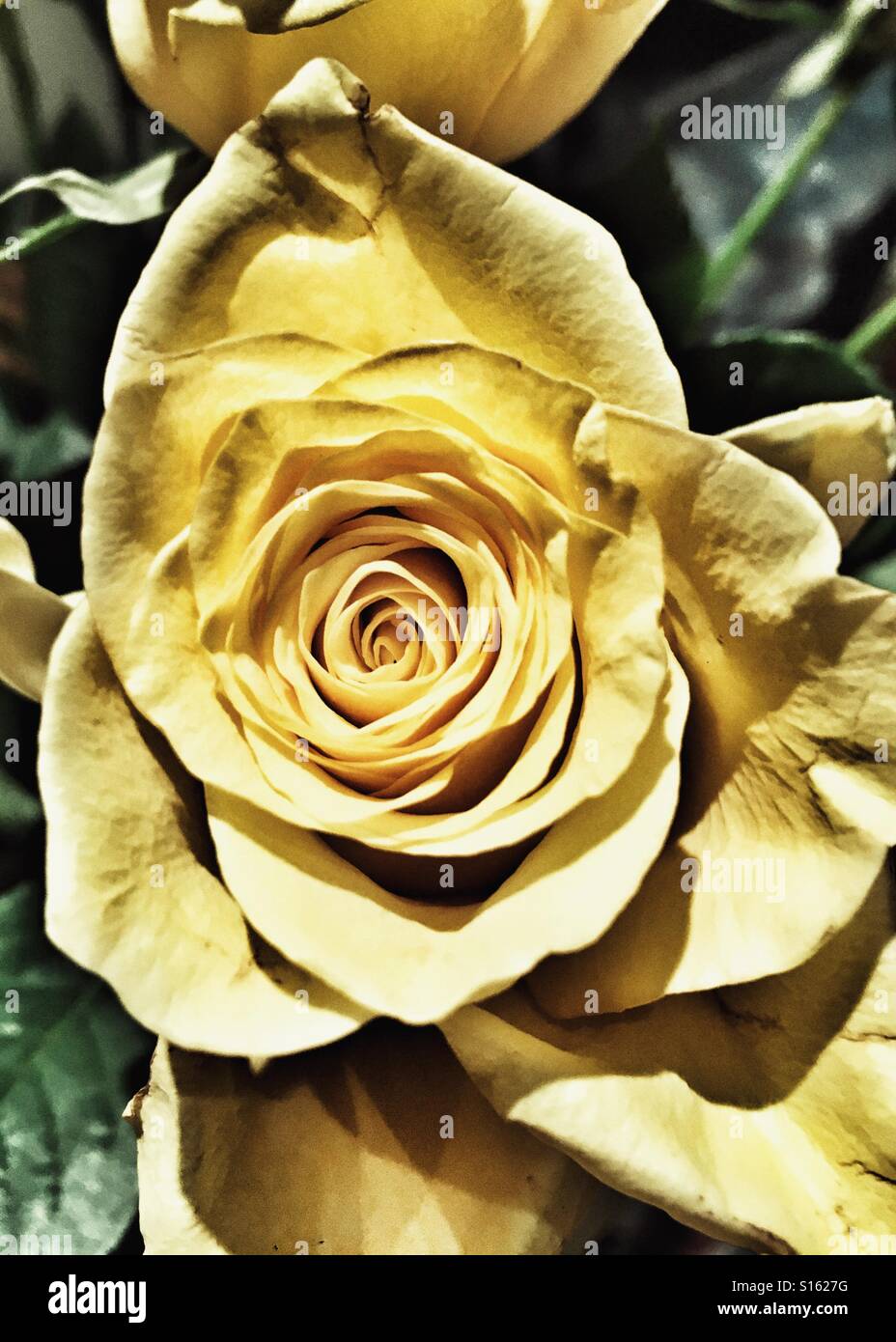 Crisp yellow rose Stock Photo - Alamy