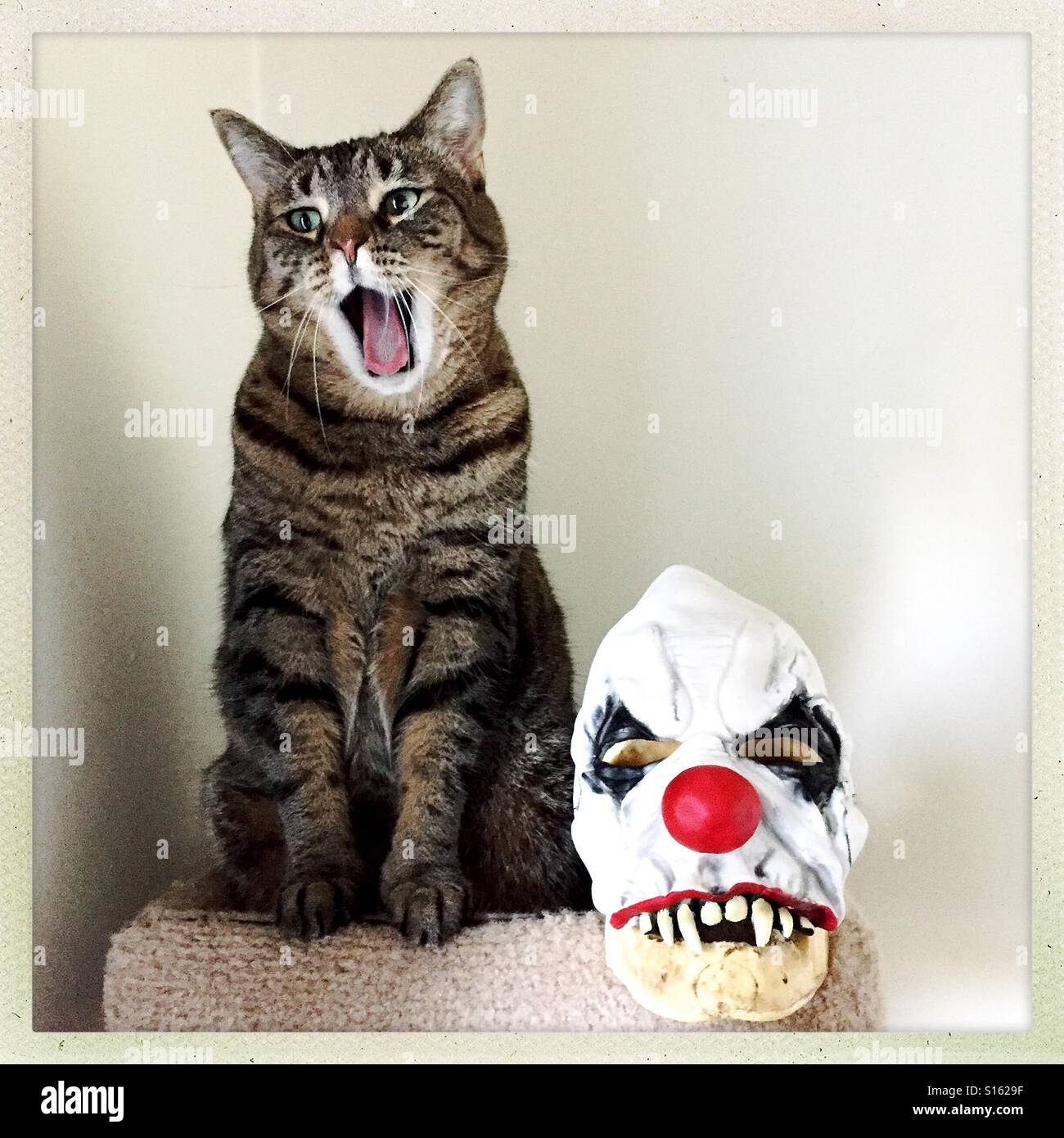 Cat clown hi-res stock photography and images - Alamy