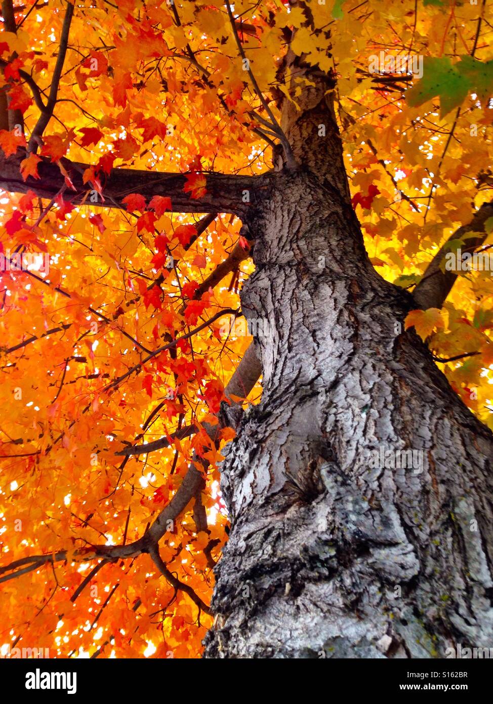Colorful maple tree Stock Photo - Alamy