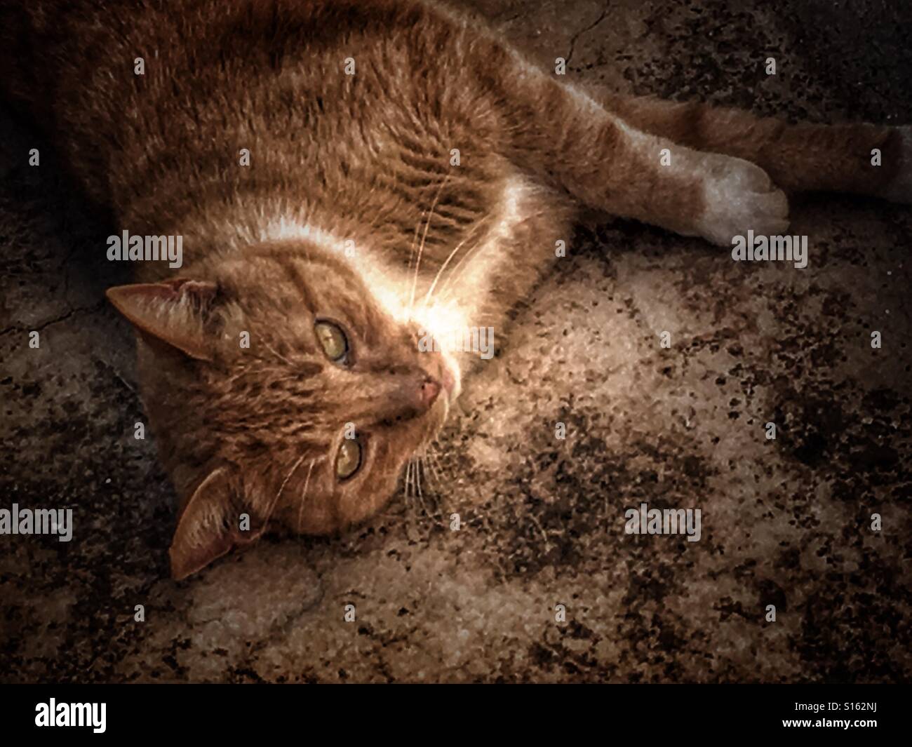 Ginger tabby cat Stock Photo - Alamy