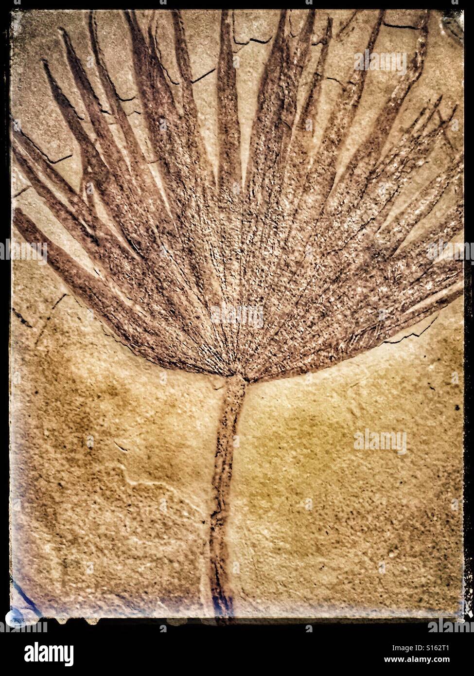 Fossilisation High Resolution Stock Photography and Images - Alamy