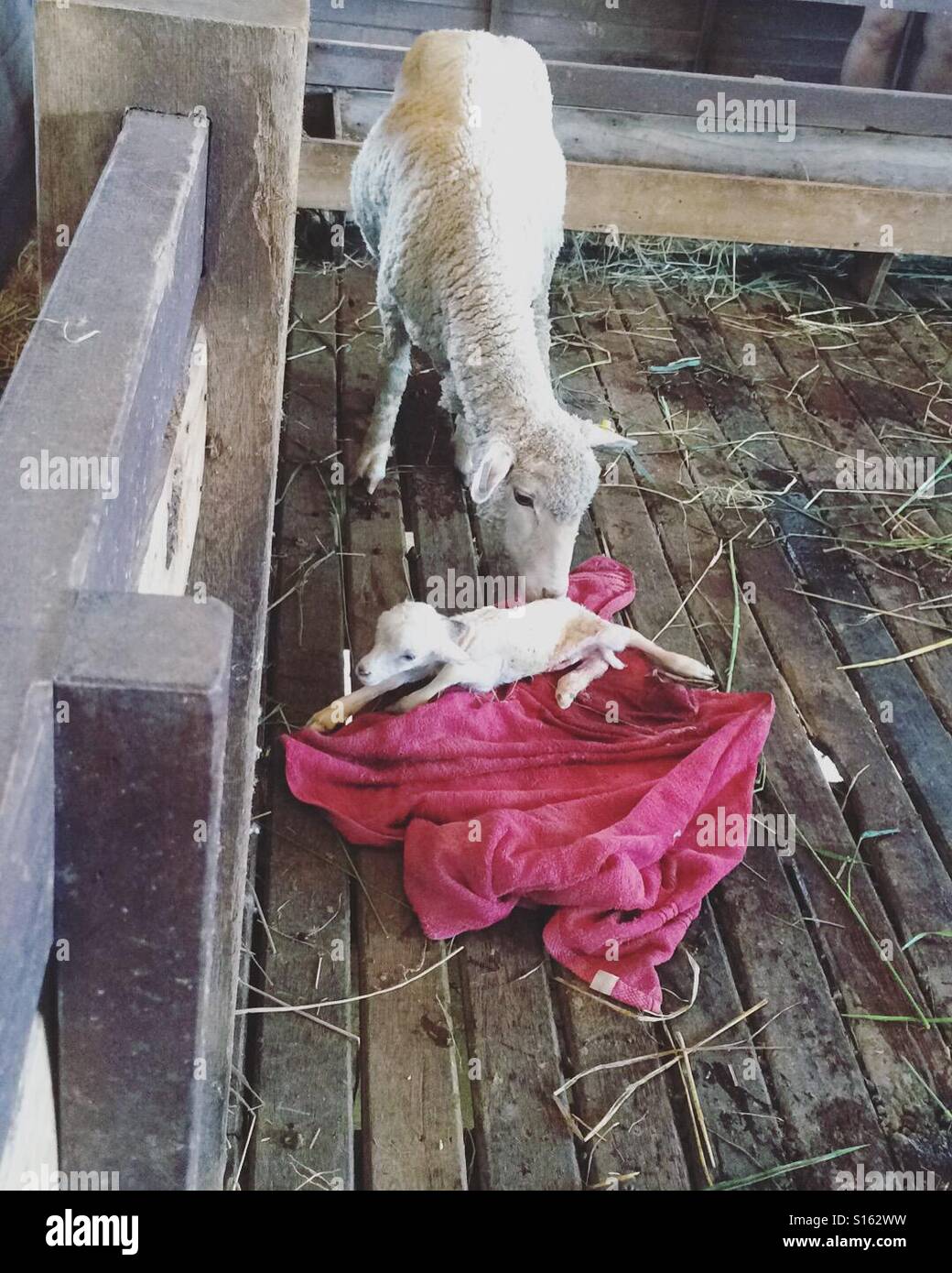 New born sheep Stock Photo - Alamy