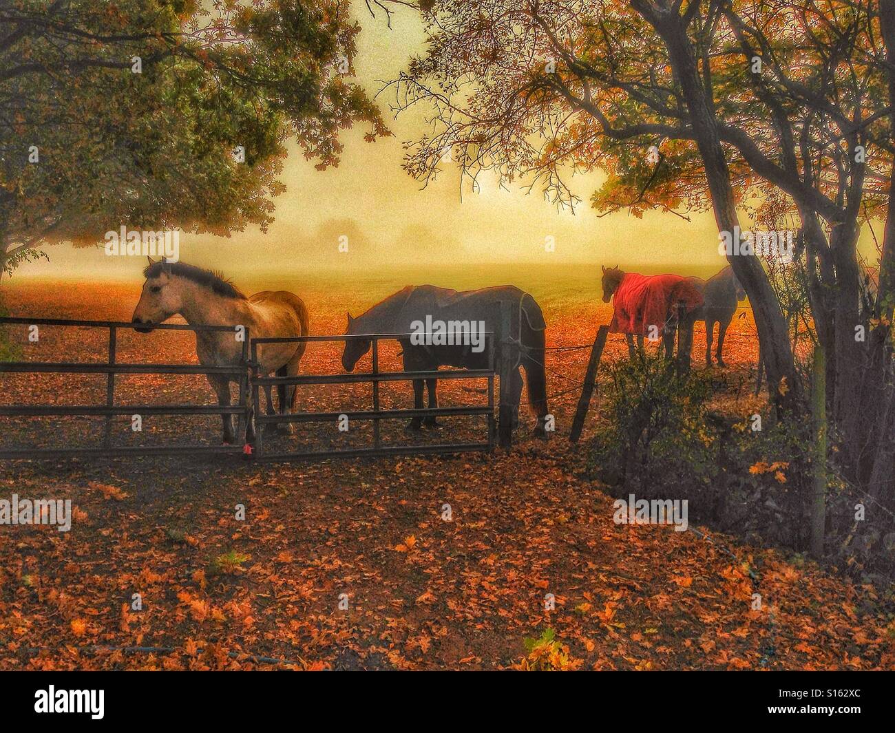 Horses in the landscape Stock Photo - Alamy