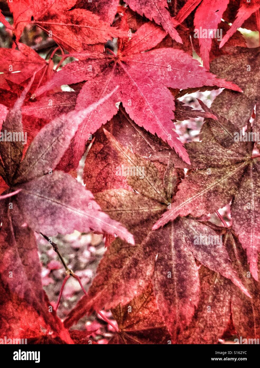 Red Autumn leaves Stock Photo - Alamy