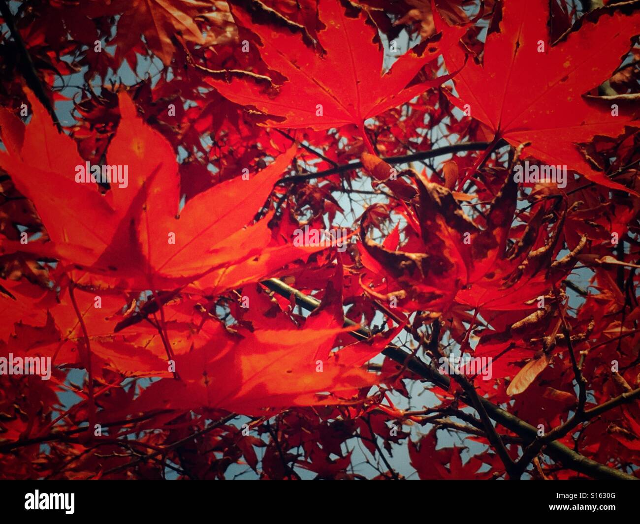 Red autumn leaves Stock Photo - Alamy