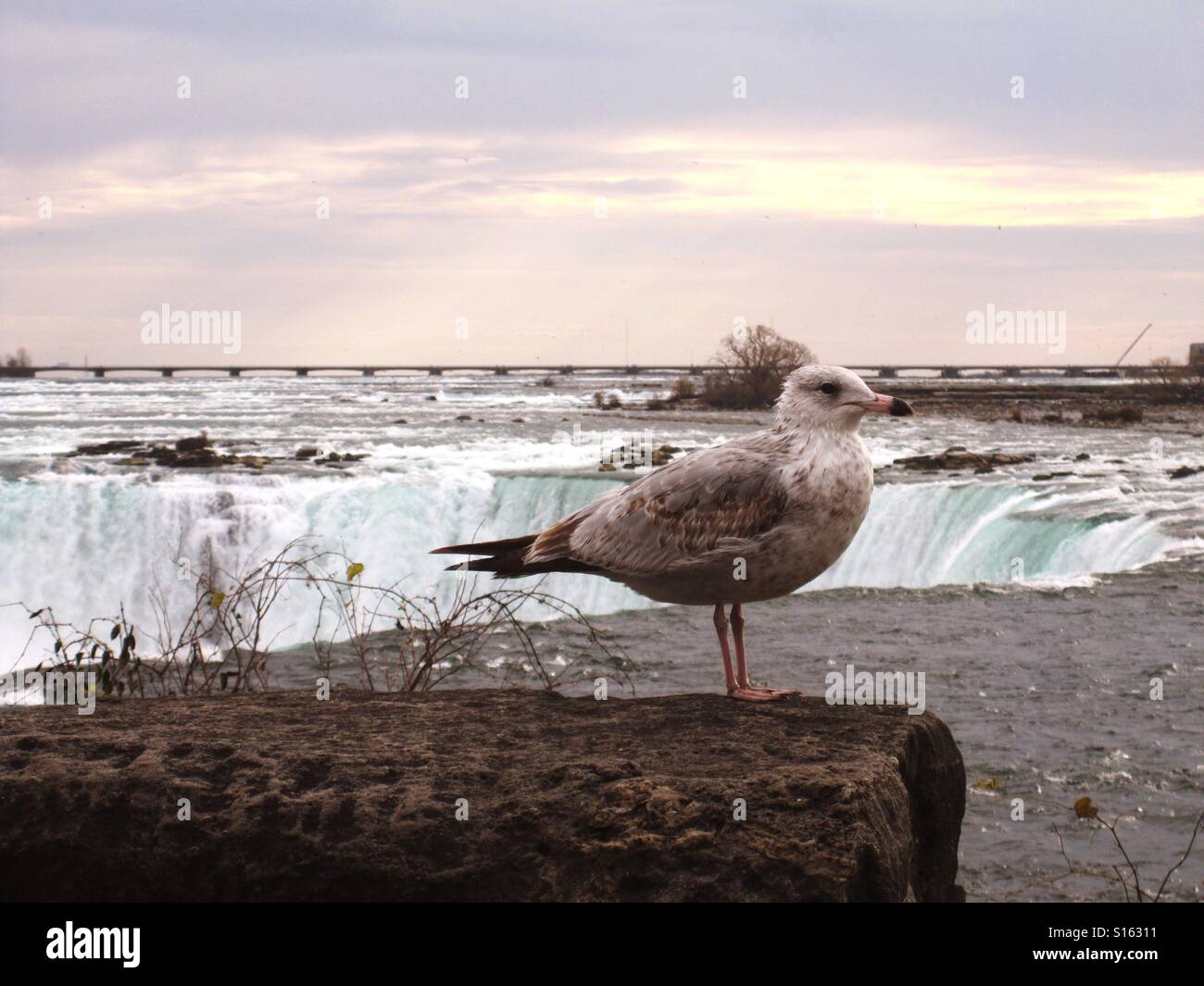Niagara Falls Seagull High Resolution Stock Photography and Images - Alamy