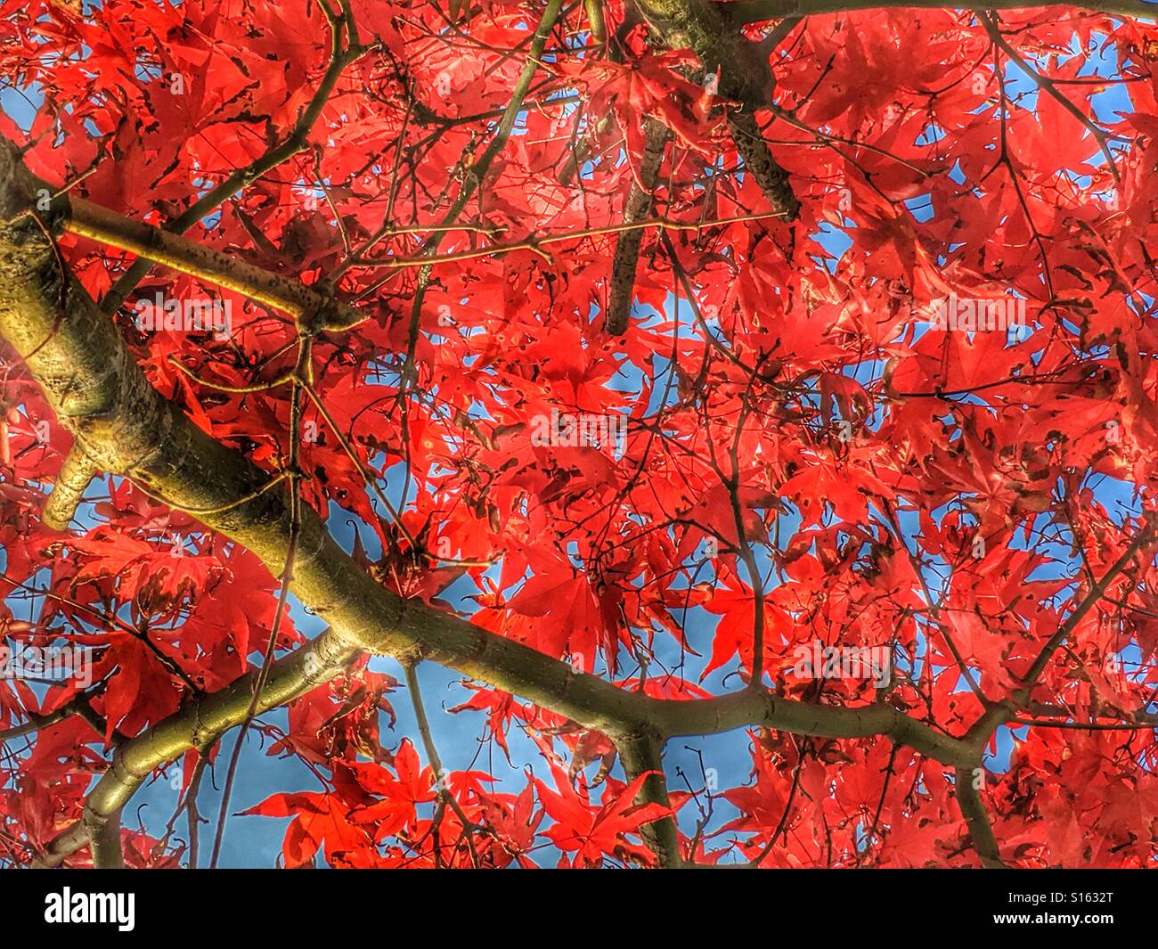 Red autumn leaves Stock Photo - Alamy