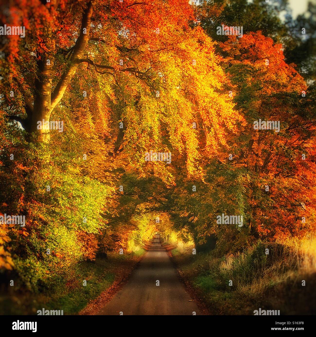 Autumnal borders hi-res stock photography and images - Alamy