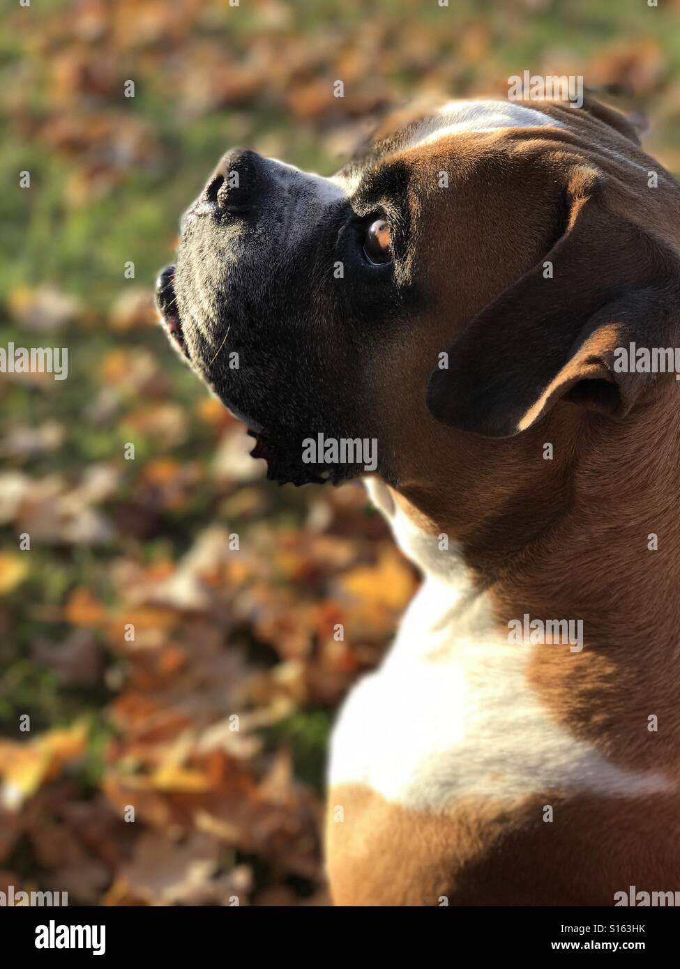 Beautiful boxer hi-res stock photography and images - Alamy