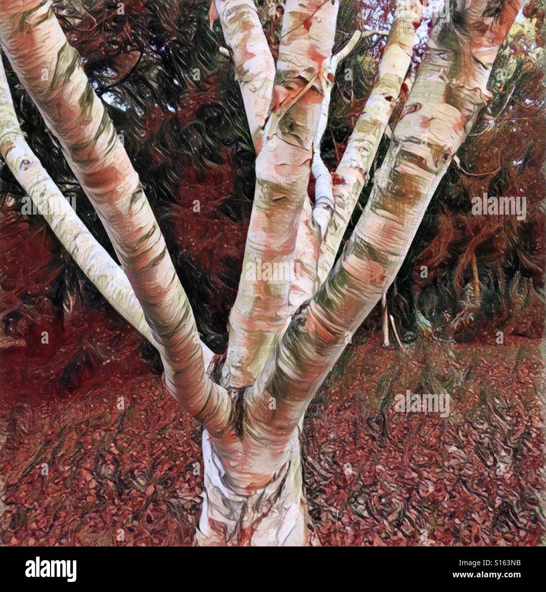 Bony tree hi-res stock photography and images - Alamy