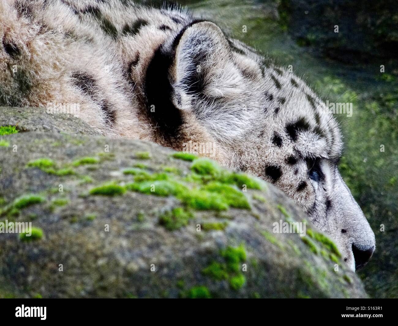 Leopard stalking prey hi-res stock photography and images - Alamy