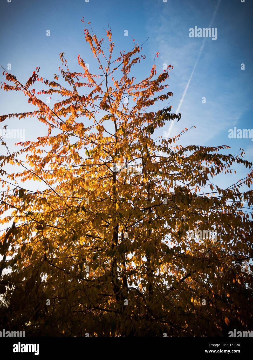 Autumnal tree colours Stock Photo - Alamy