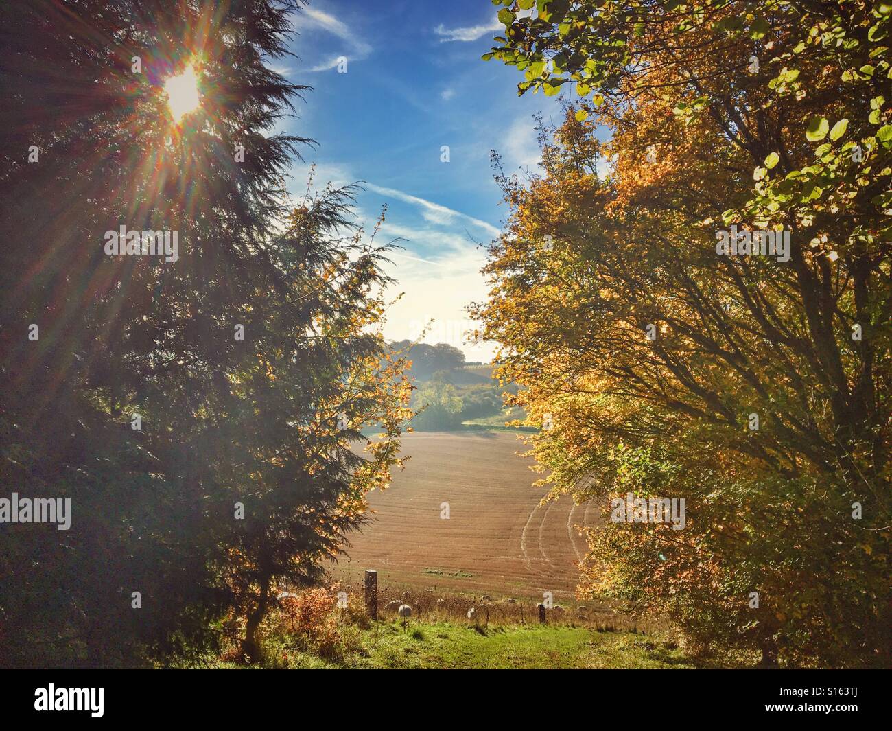 Looking through a gap in the trees with bright sunshine and strong ...