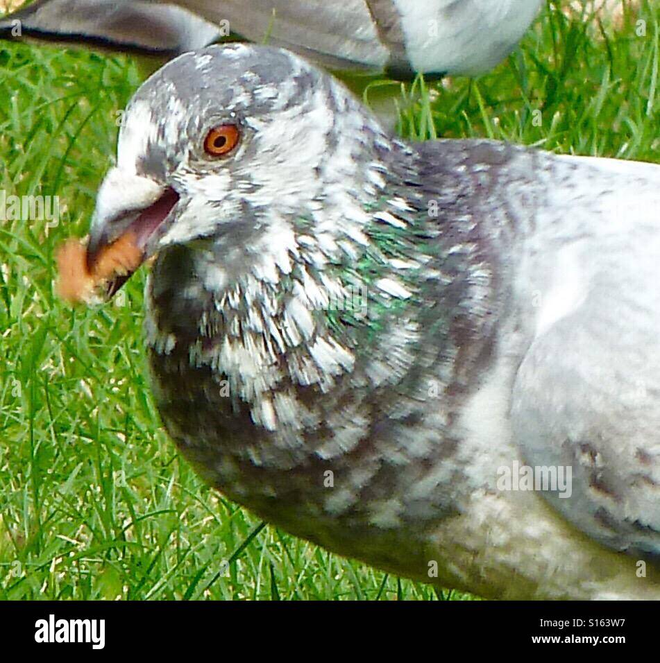 Pigeon eating hi-res stock photography and images - Alamy
