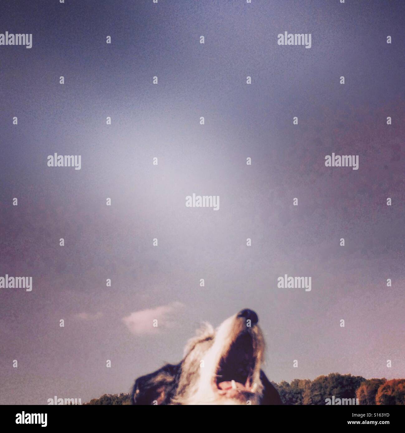 Dog howling hi-res stock photography and images - Alamy