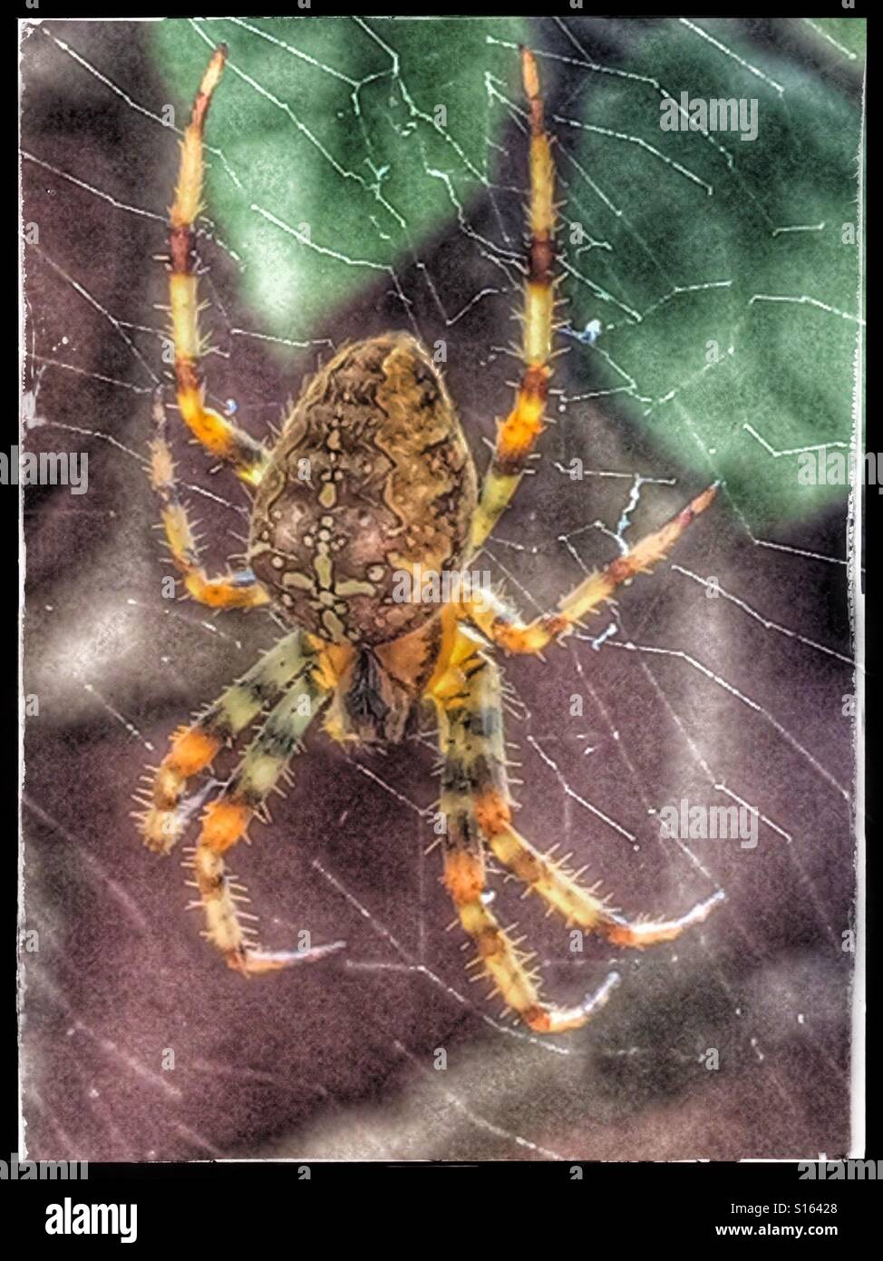 Spider on web Stock Photo - Alamy