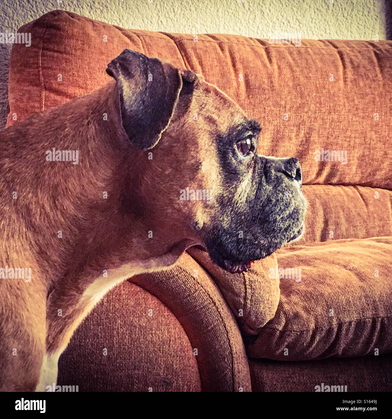 Old boxer dog hi-res stock photography and images - Alamy