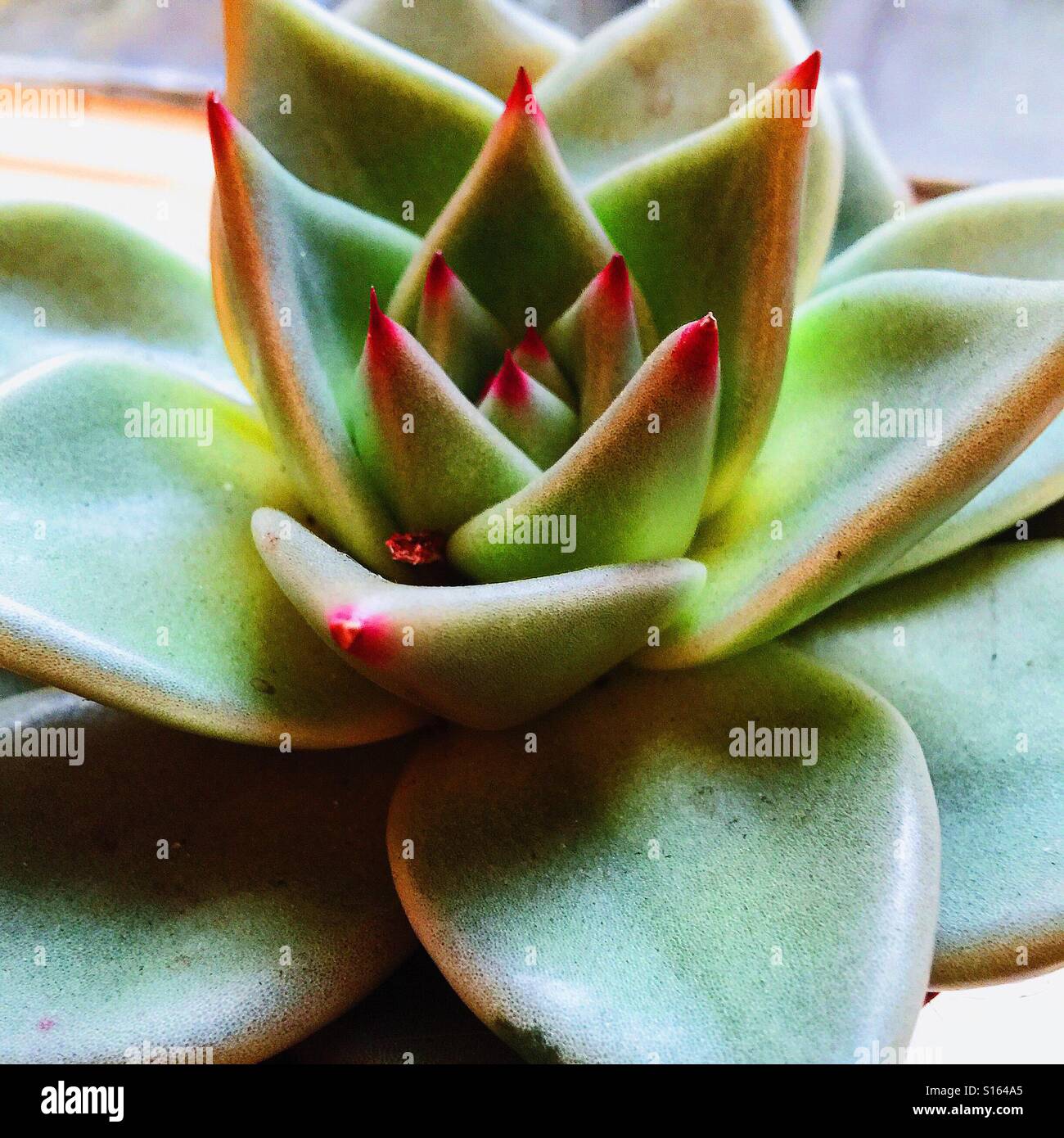 A beautiful green succulent from summer in London Stock Photo - Alamy