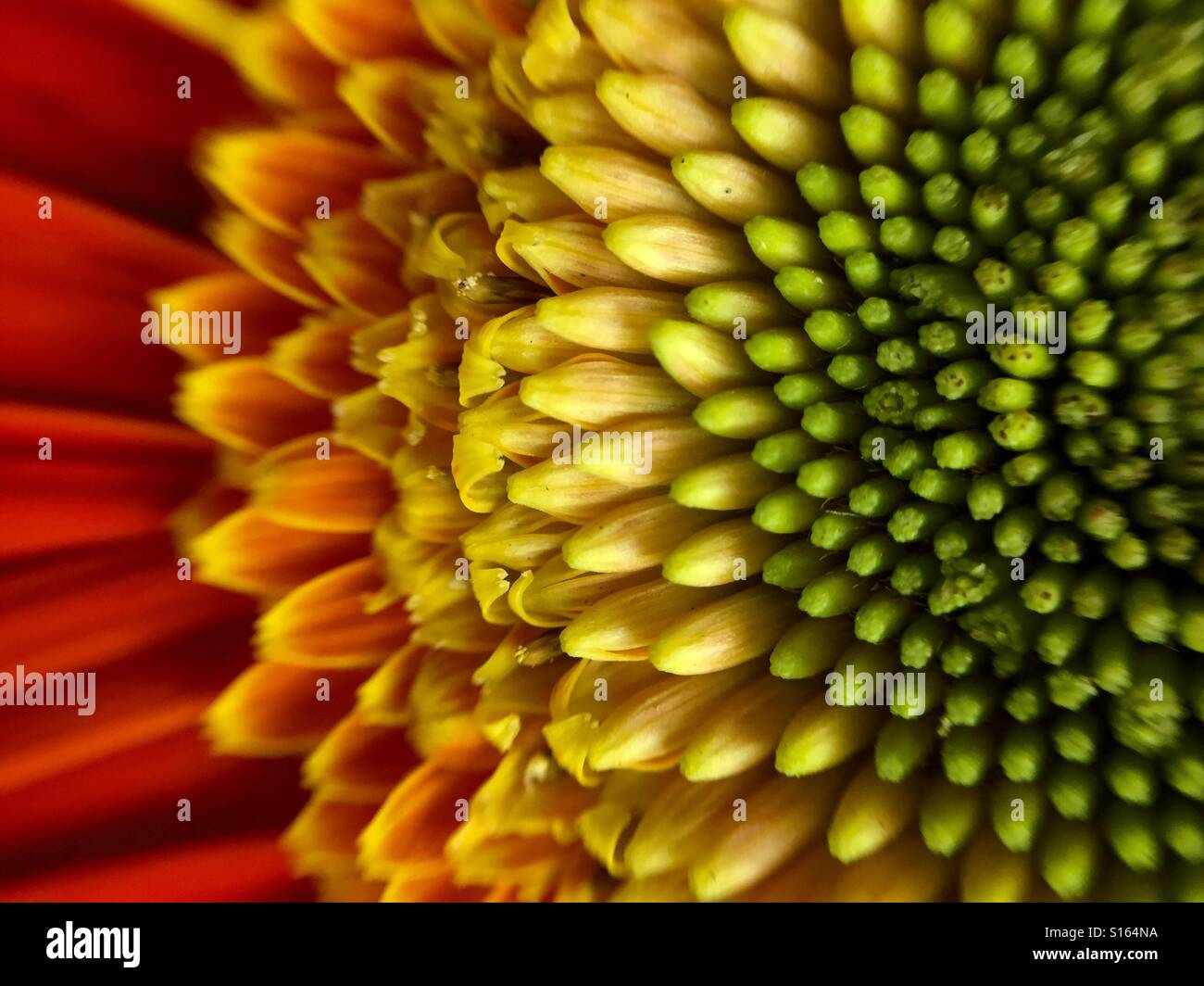 Close up of an orange Gerber Daisy Stock Photo - Alamy