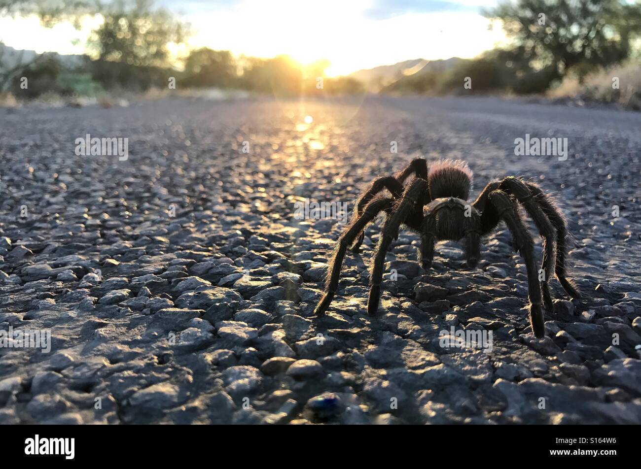 Desert tarantula hi-res stock photography and images - Alamy
