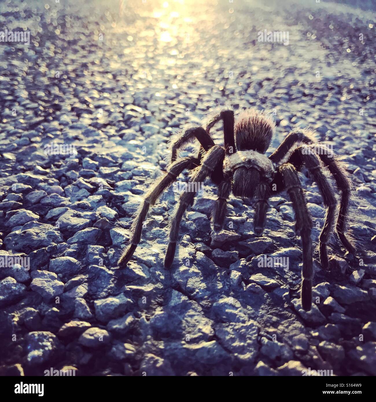 Desert tarantula hi-res stock photography and images - Alamy