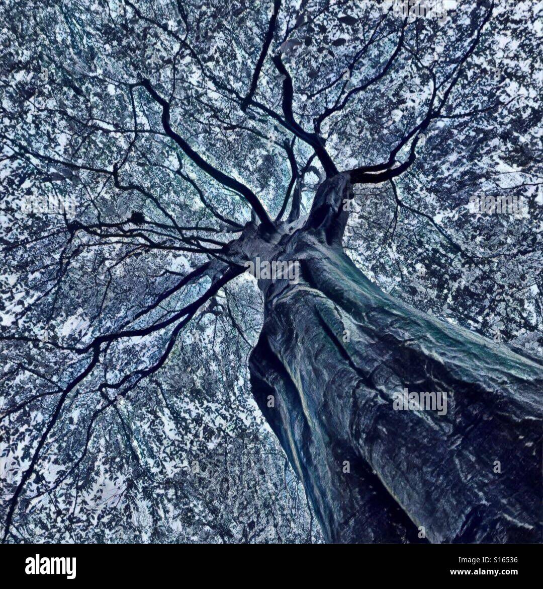 Spooky tree - looking up Stock Photo - Alamy