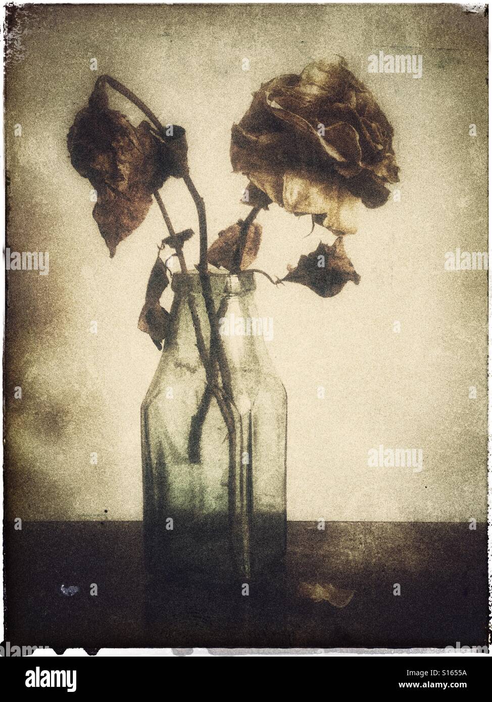 Roses Still Life High Resolution Stock Photography and Images - Alamy