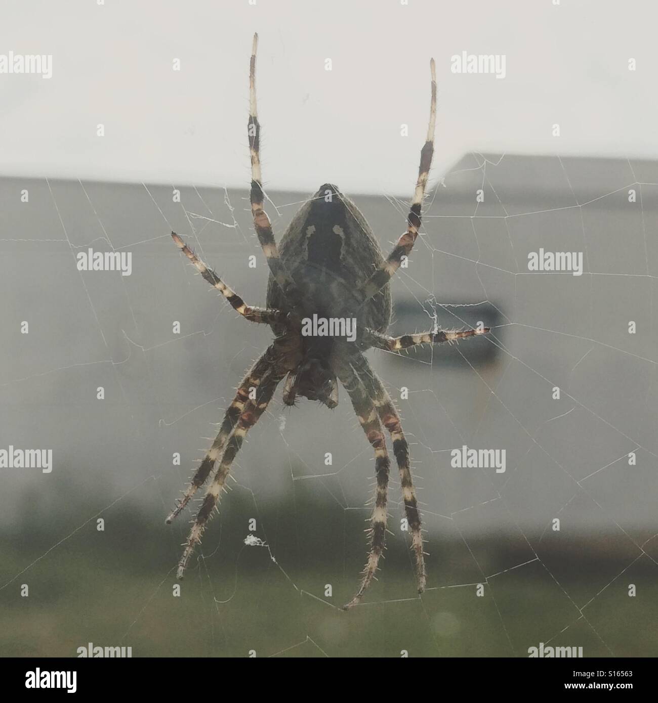 Big spider on a window Stock Photo - Alamy