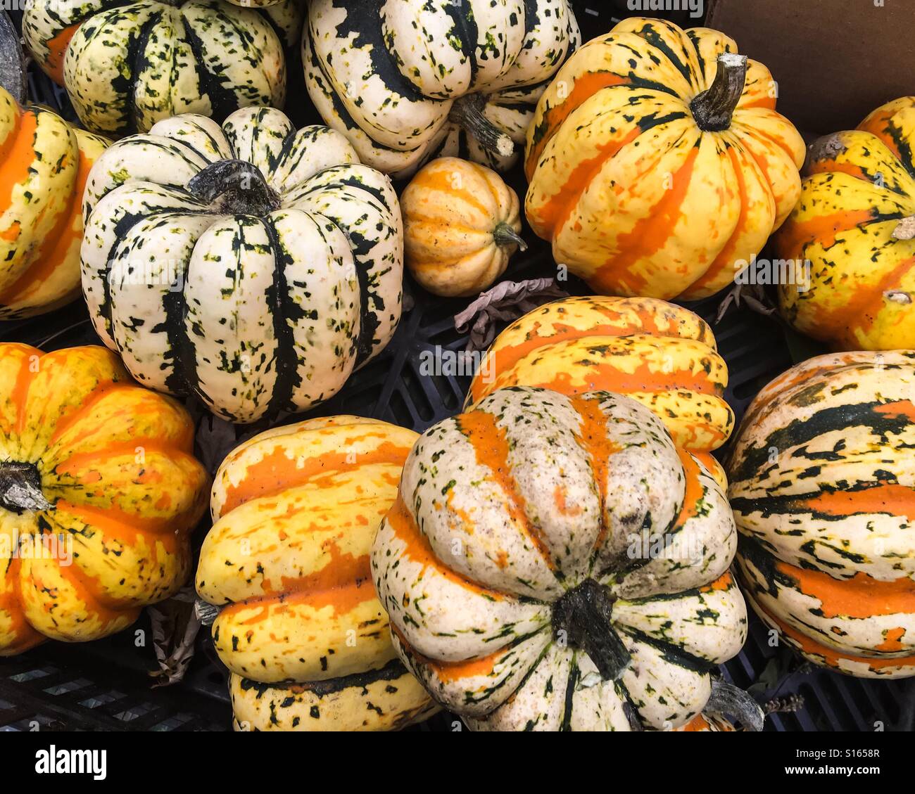 Carnival Squash Stock Photos & Carnival Squash Stock Images - Alamy