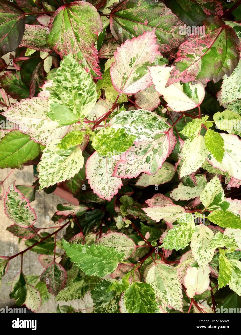 Shrubb hi-res stock photography and images - Alamy