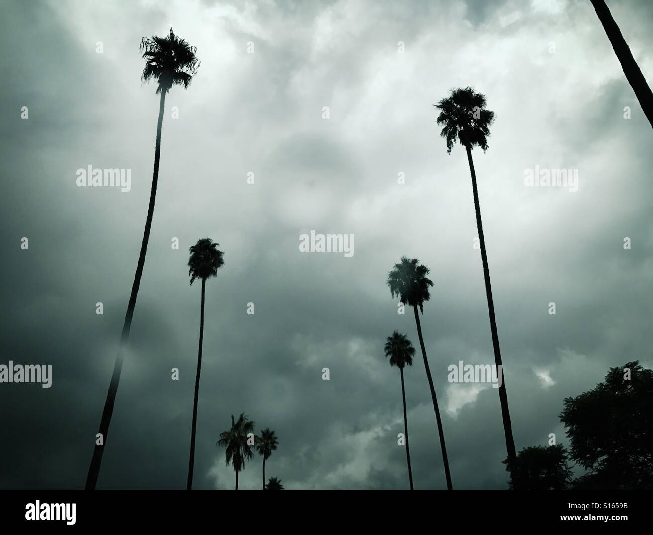 Rain palm trees hi-res stock photography and images - Alamy