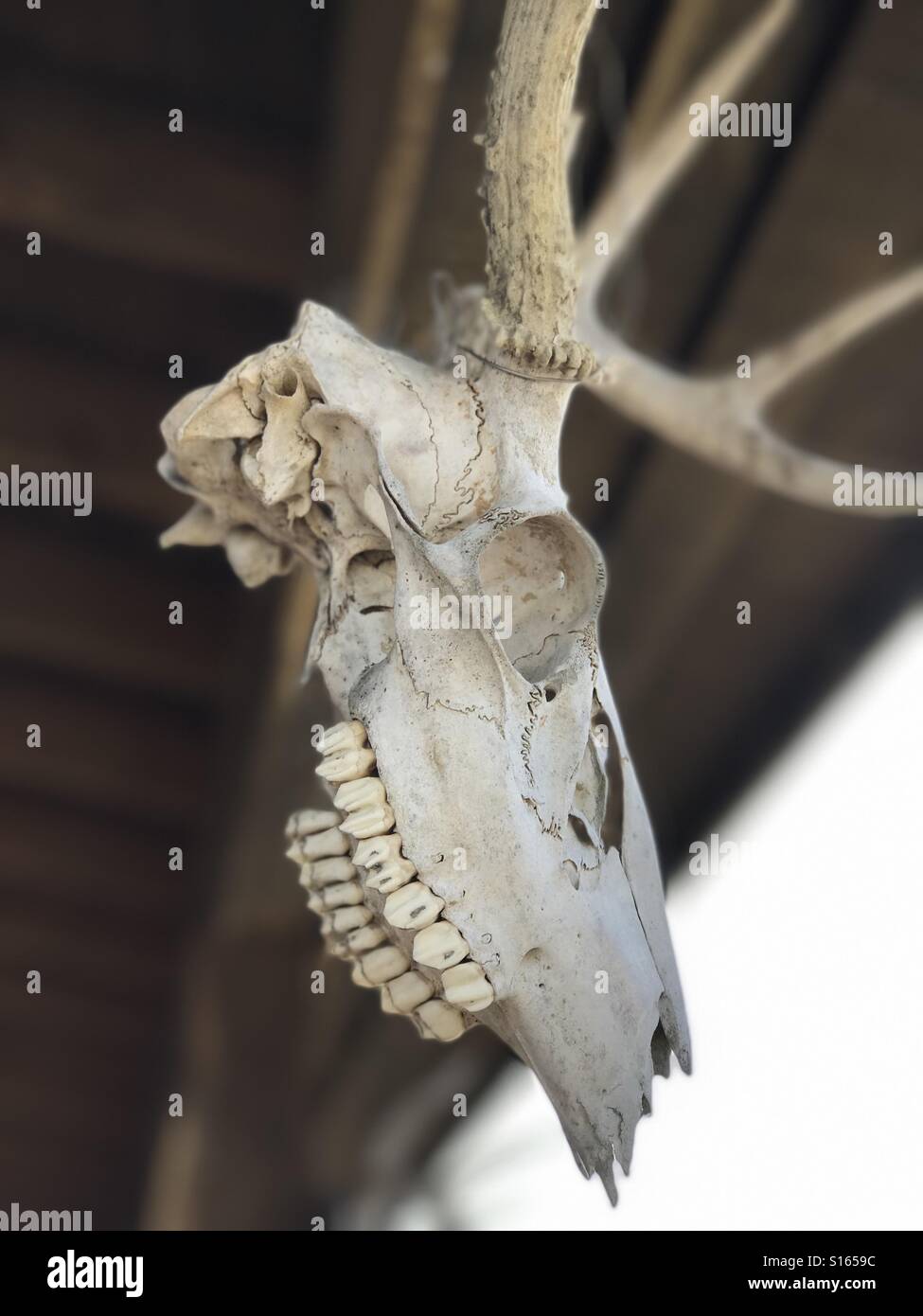 Hanging horn hi-res stock photography and images - Alamy