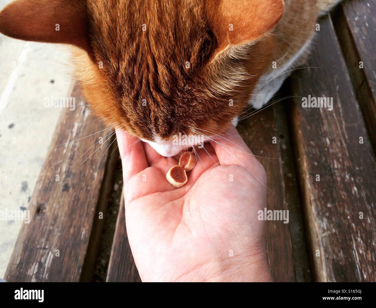 Red cat eating hi-res stock photography and images - Alamy
