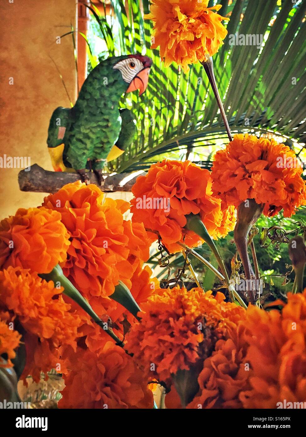 African marigolds hi-res stock photography and images - Alamy