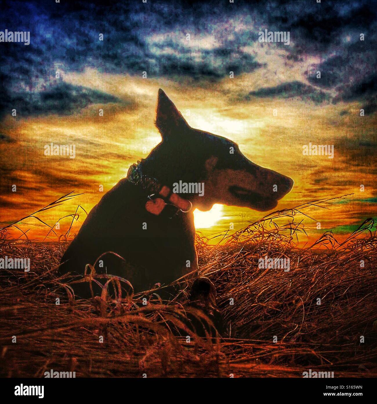 Mans best friend Stock Photo - Alamy