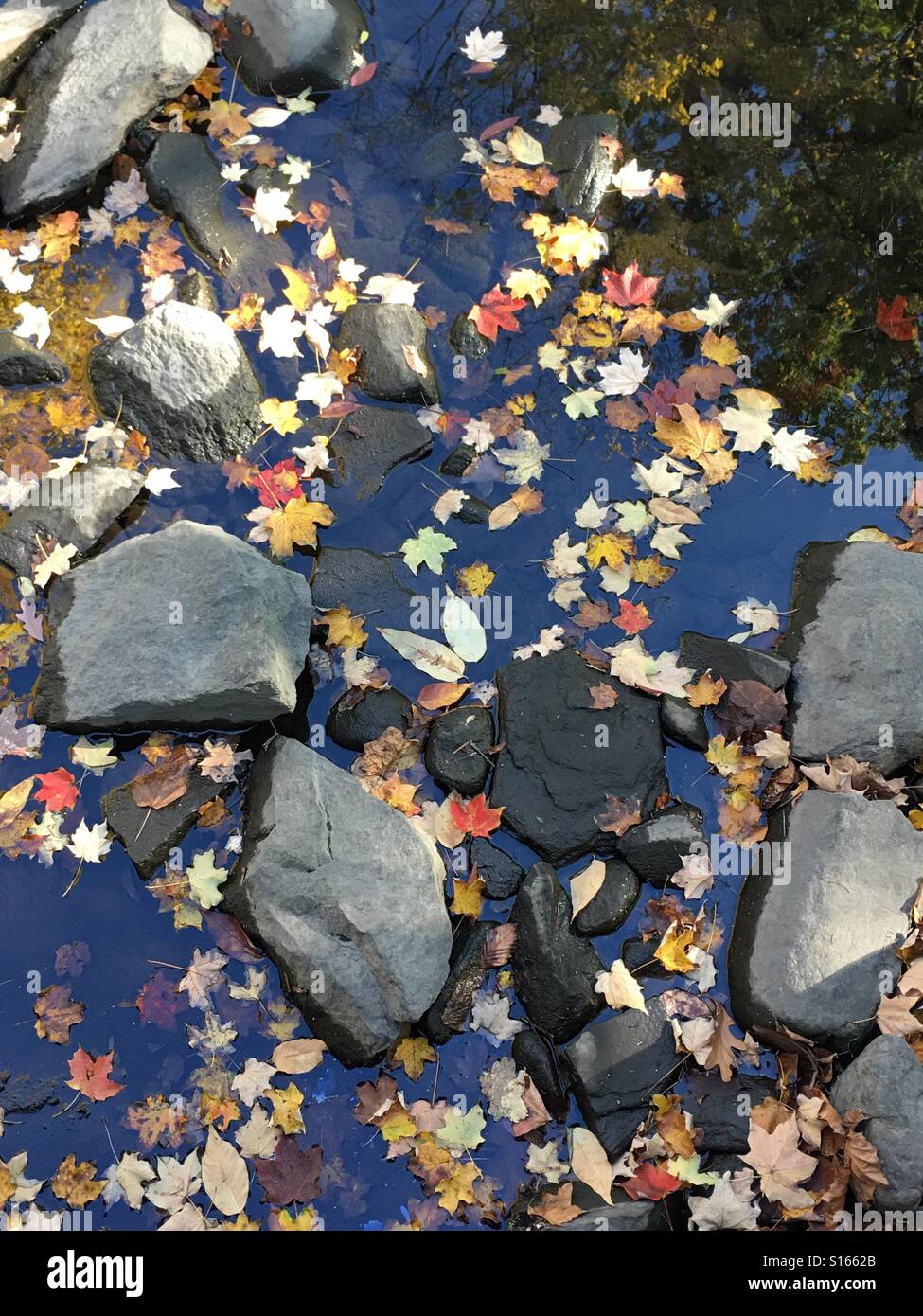 Autumn leaves Bronx River, Scarsdale, New York Stock Photo - Alamy