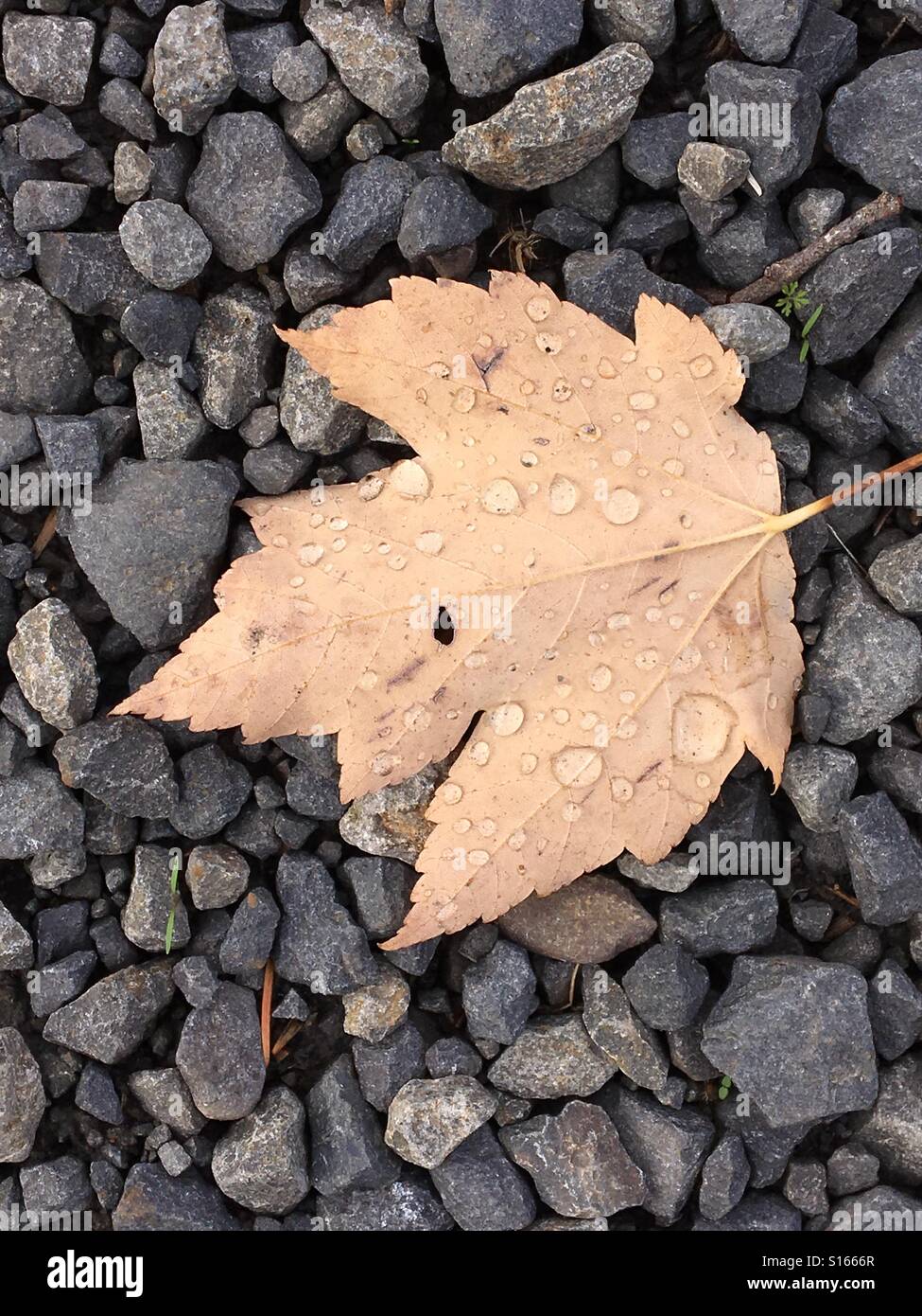 Fall leaf in the rain Stock Photo - Alamy