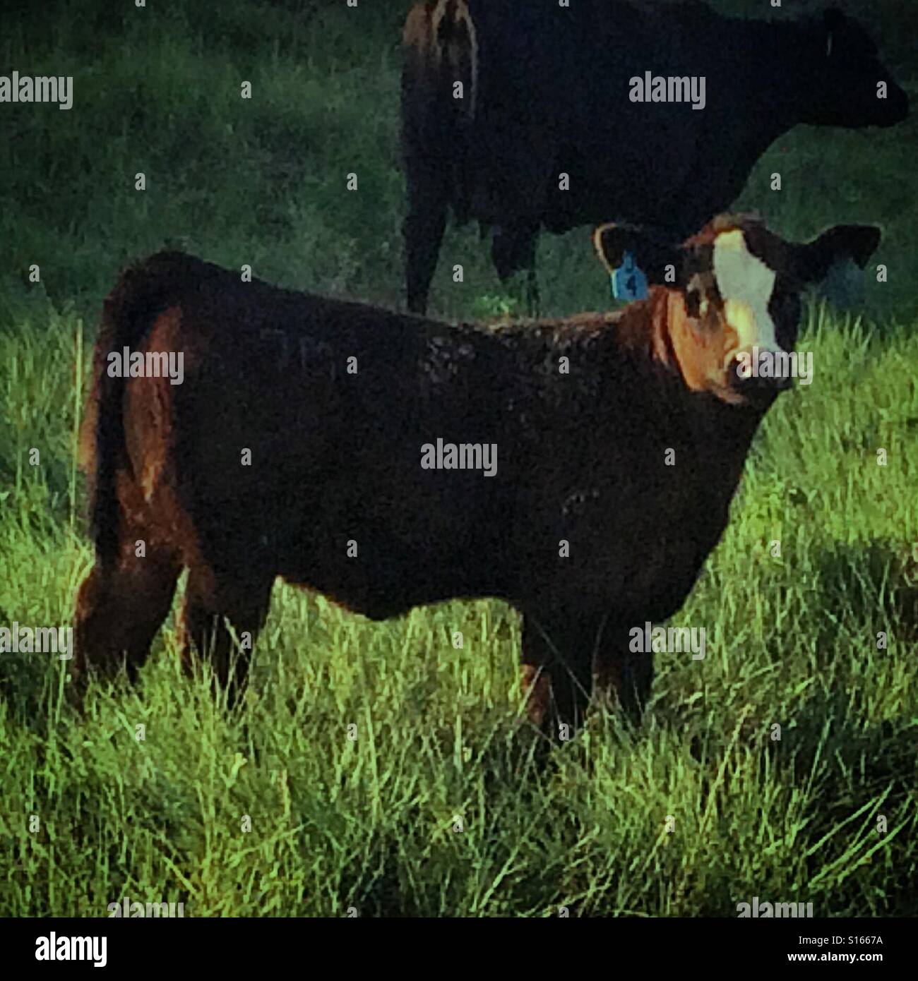 Simmental Calf High Resolution Stock Photography and Images - Alamy