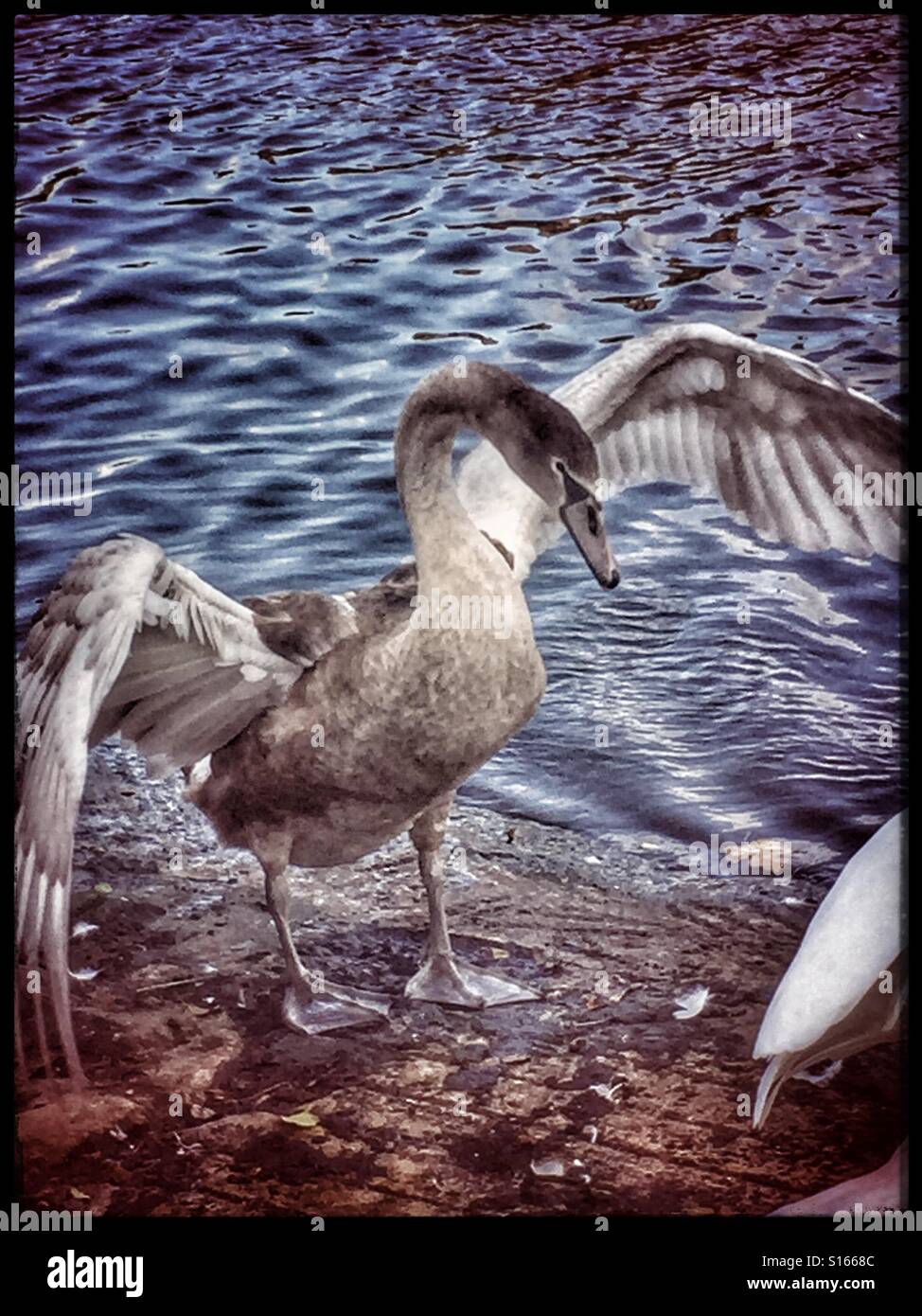 Wings Outspread High Resolution Stock Photography and Images - Alamy