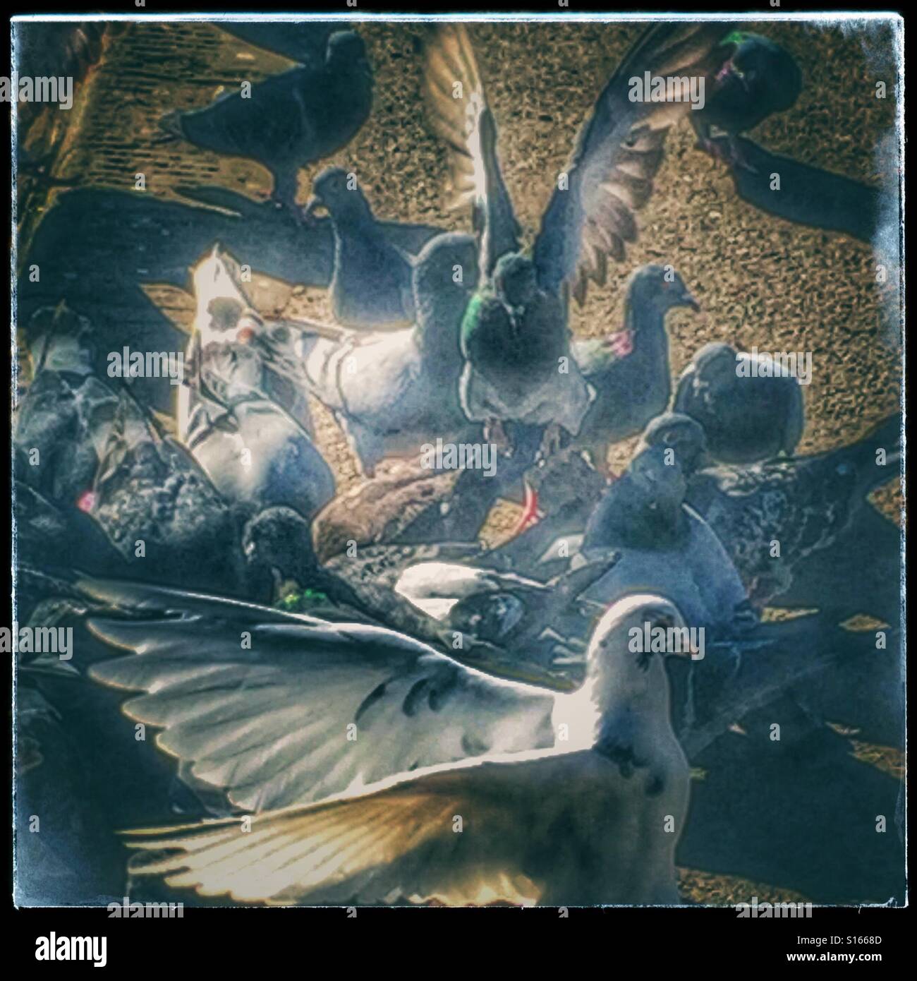 Pigeons gathering hi-res stock photography and images - Alamy