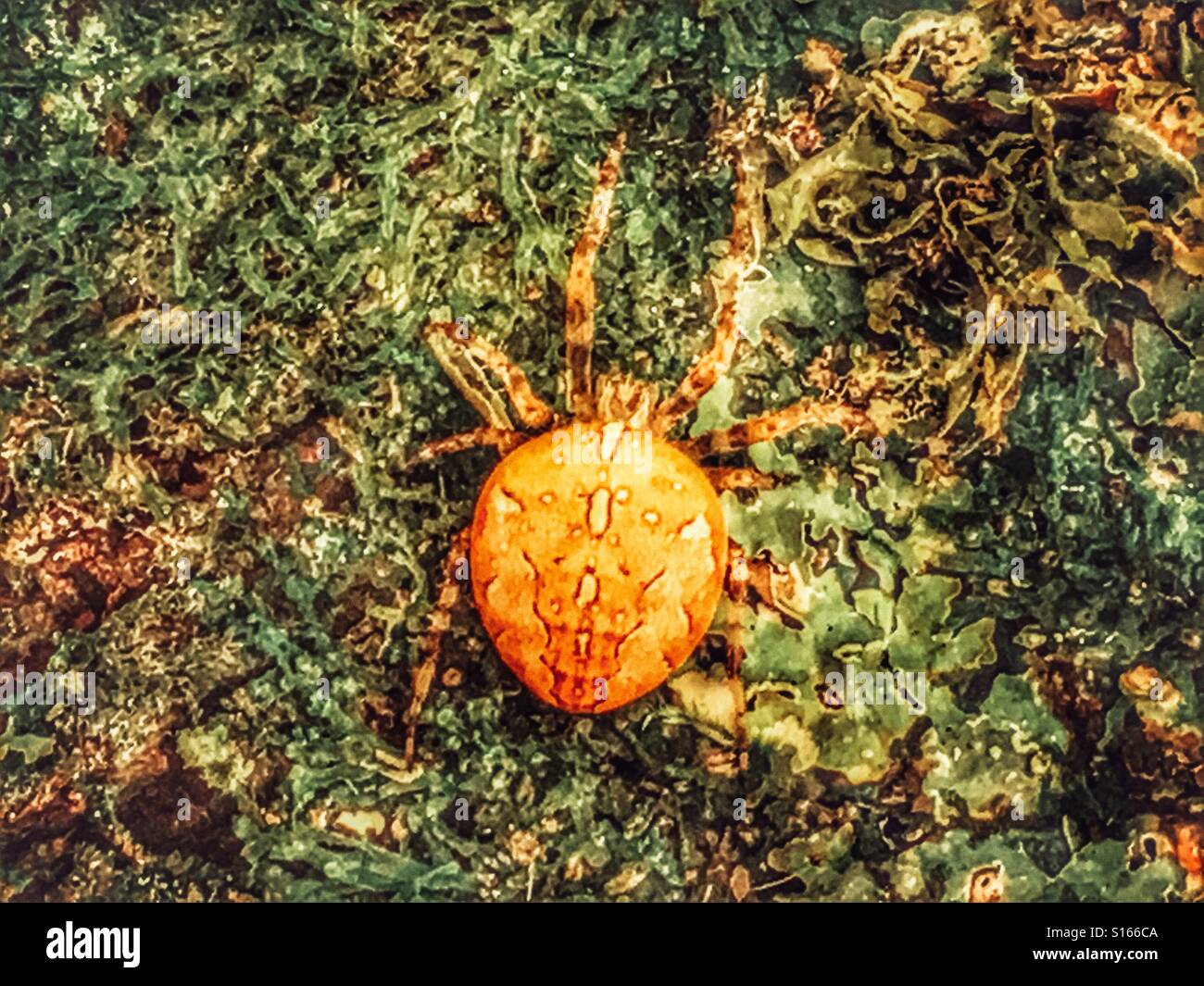 Tree bulbous trunk hi-res stock photography and images - Alamy